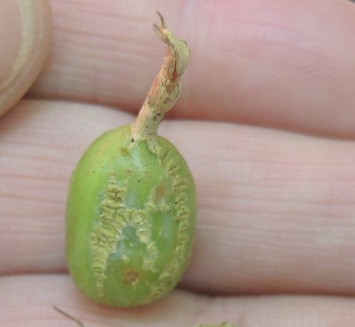 Cardamom - A crop cannot run away from its problems - International ...